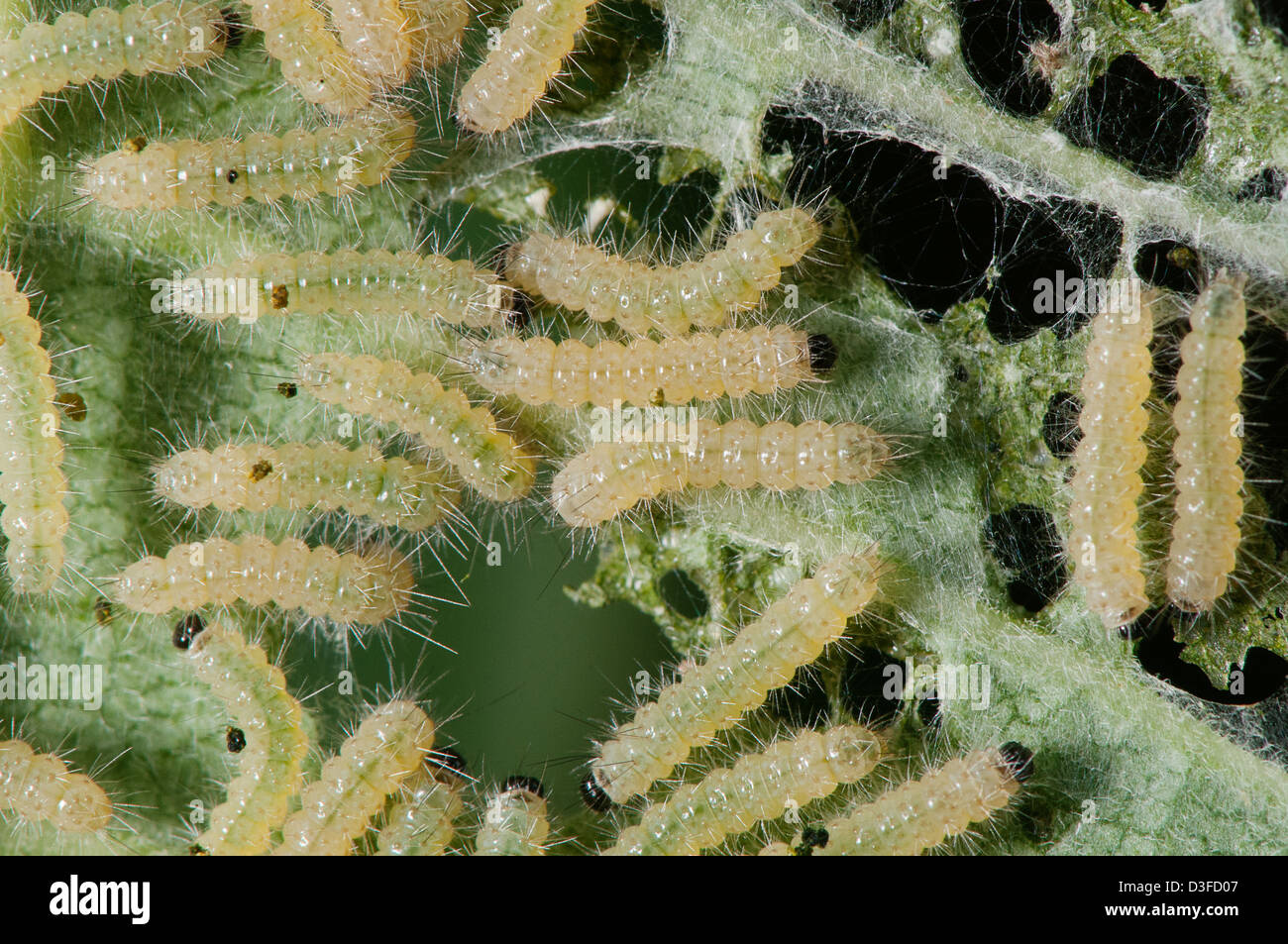 Early instar milkweed tussock moths eat milkweed leaves Stock Photo - Alamy