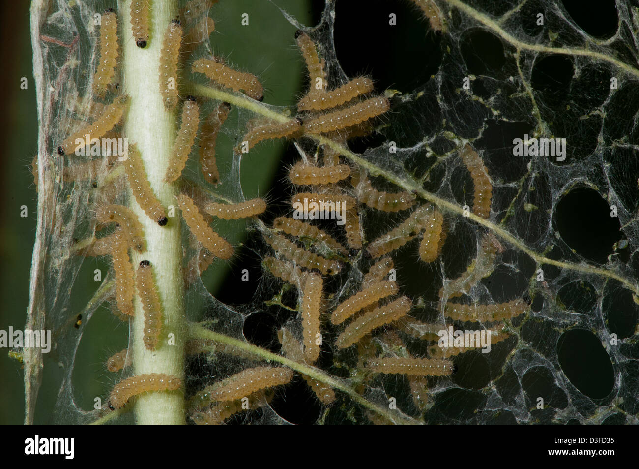 Early instar milkweed tussock moths eat milkweed leaves Stock Photo - Alamy