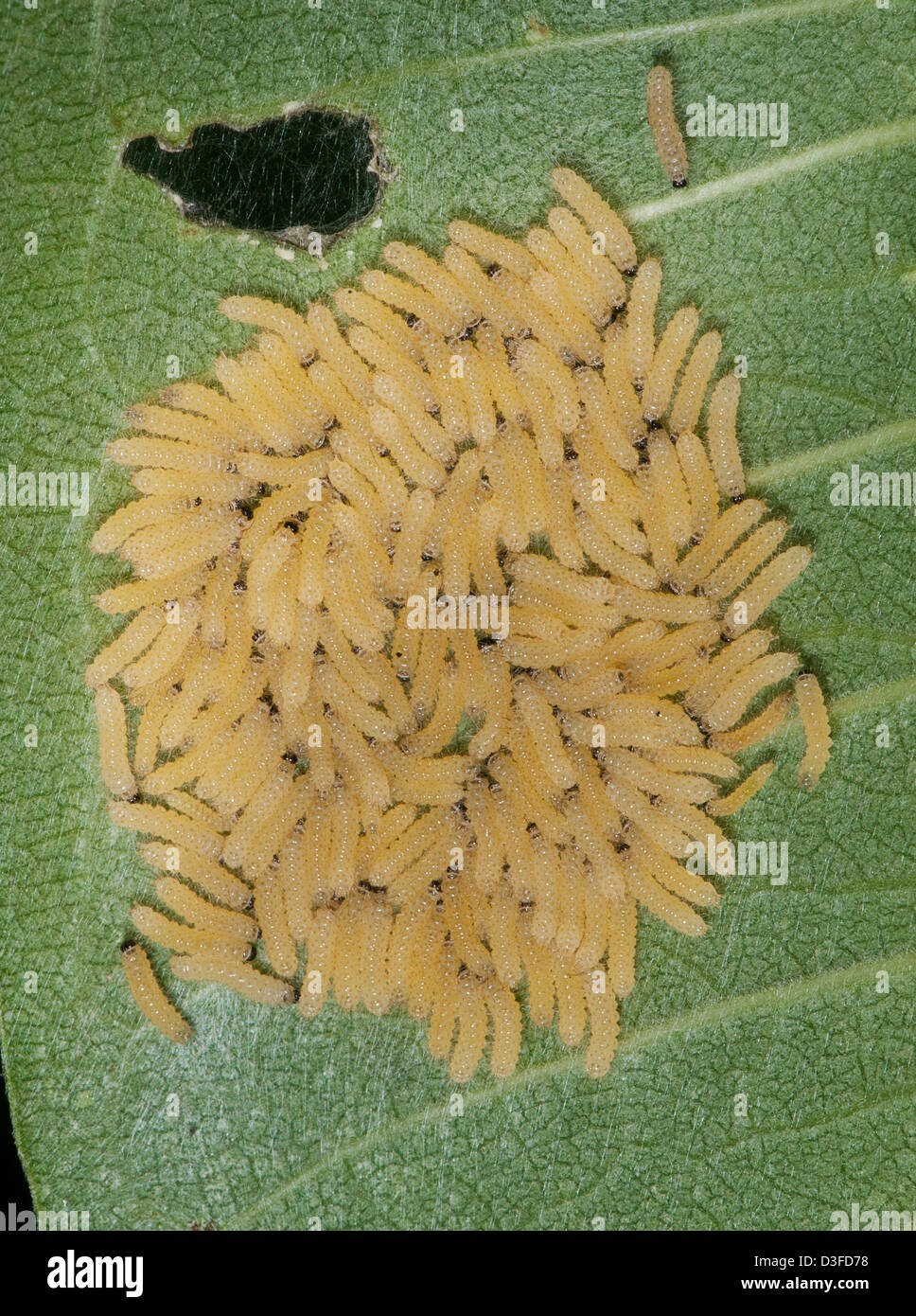 Early instar milkweed tussock moths eat milkweed leaves Stock Photo - Alamy