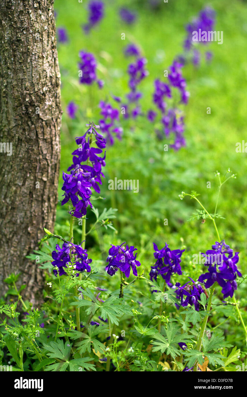 Beautiful purple dwarf larkspur blooms at the base of a tree Stock ...