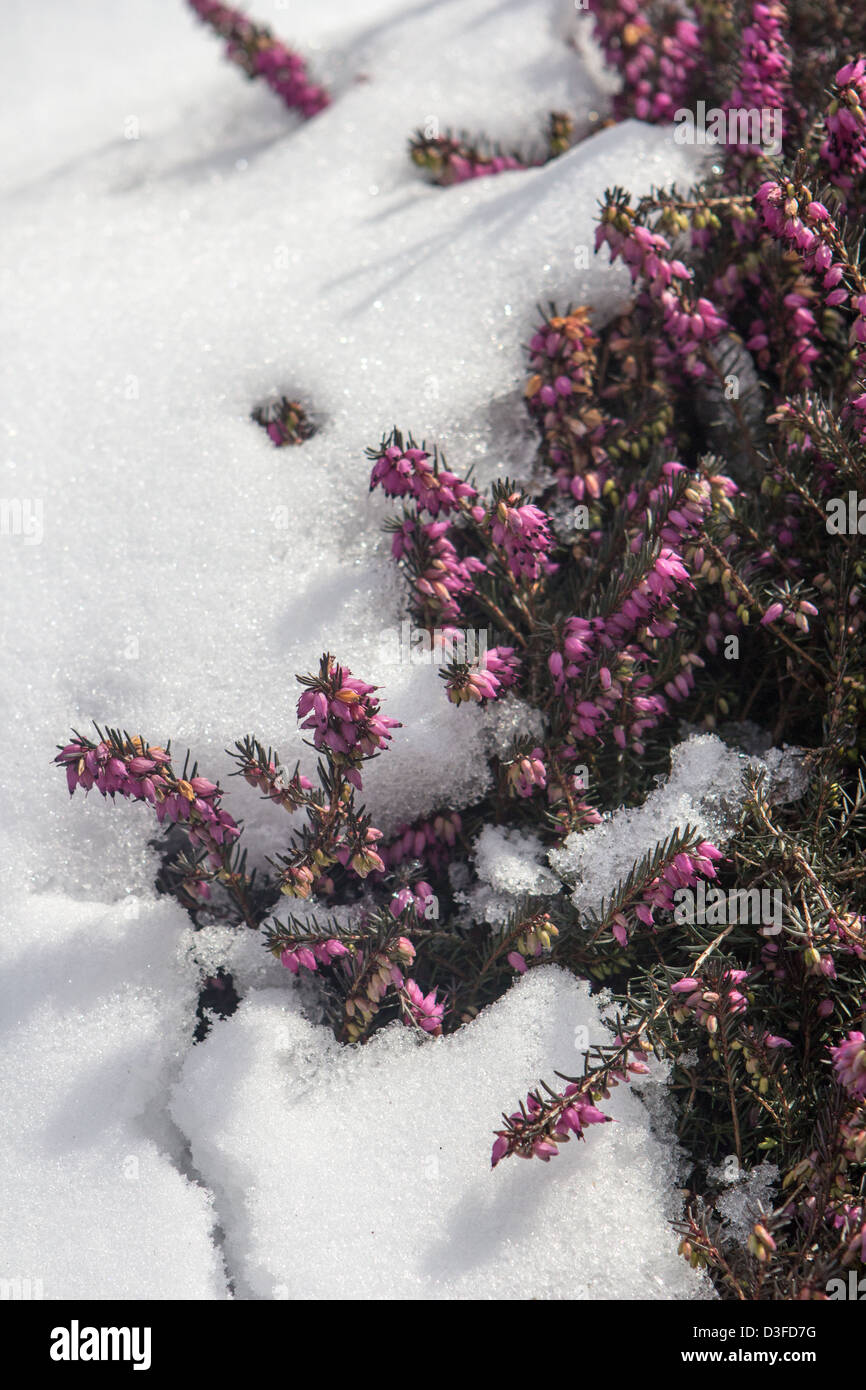 Perennial Snow High Resolution Stock Photography and Images - Alamy