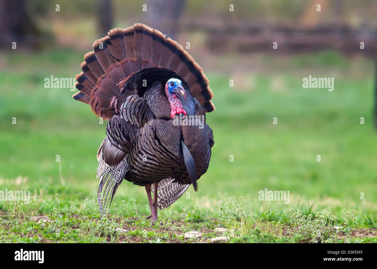 A wild tom turkey strutting in a field Stock Photo - Alamy