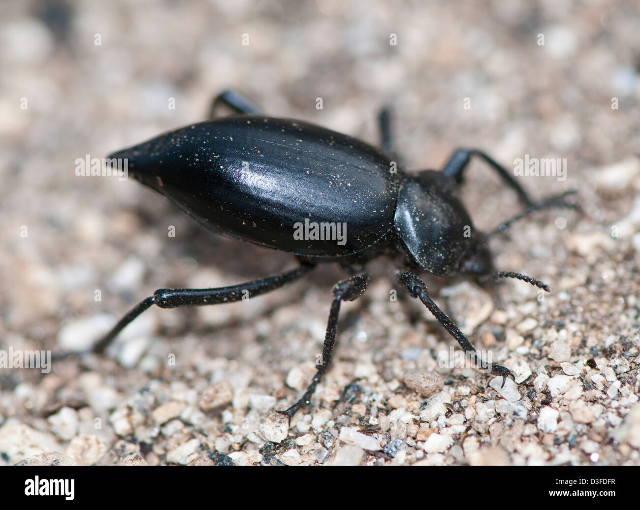 Pinacate beetle or stink beetle, a species of darkling beetle in the ...