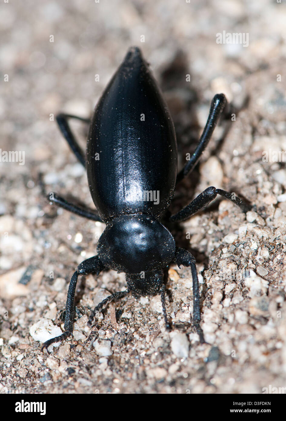 Pinacate beetle or stink beetle, a species of darkling beetle in the ...