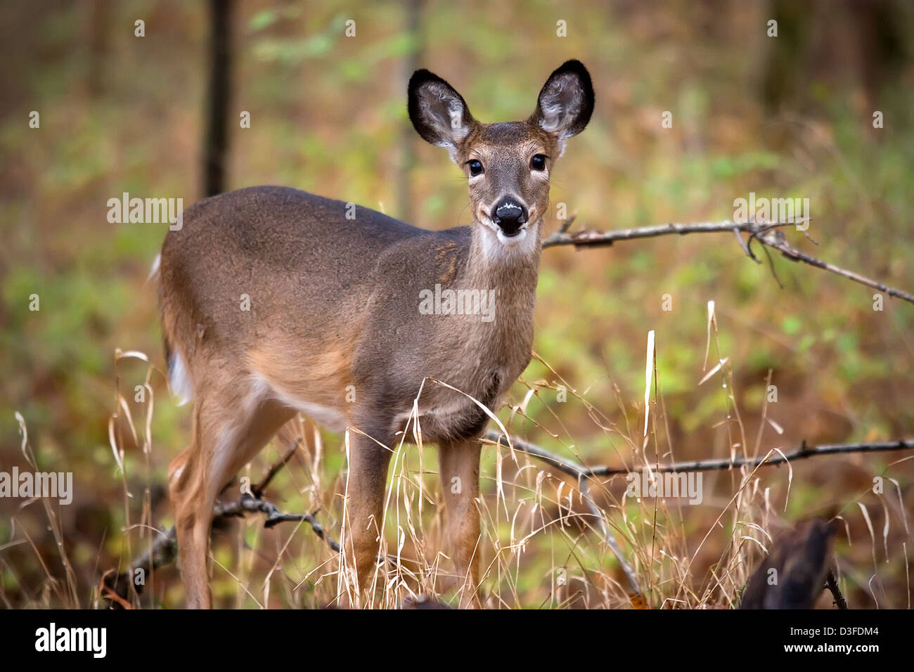 A young deer looks as though he is smiling for the camera Stock Photo ...
