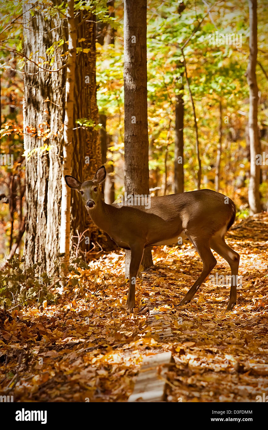 Deer in the woods hi-res stock photography and images - Alamy