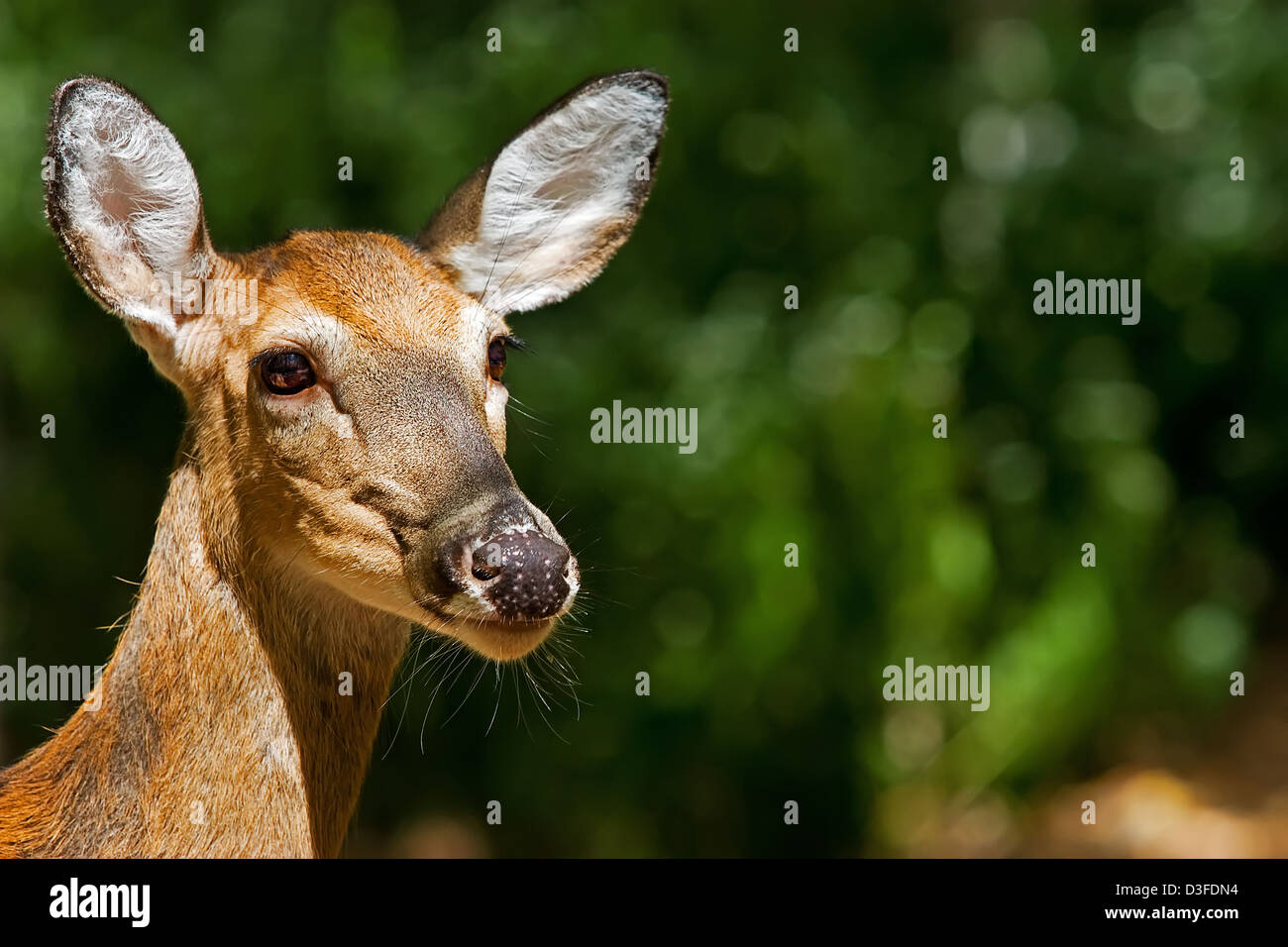 Portrait of a female deer Stock Photo - Alamy