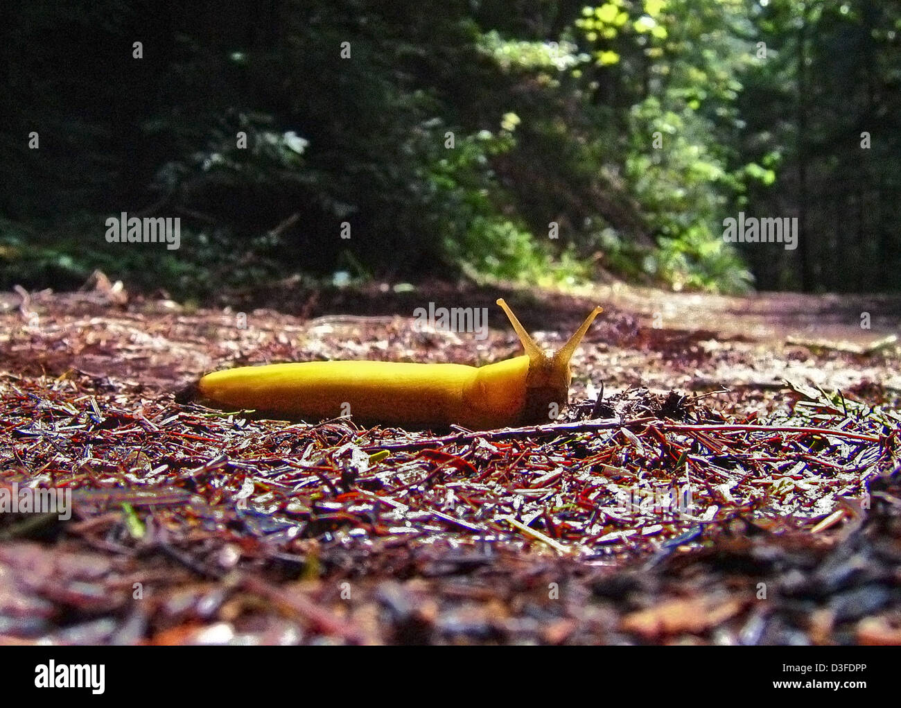Banana slug california hi-res stock photography and images - Alamy