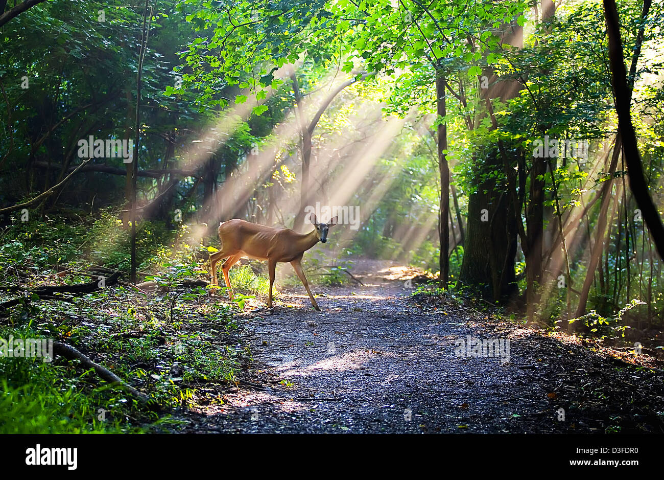 Deer path woods hi-res stock photography and images - Alamy