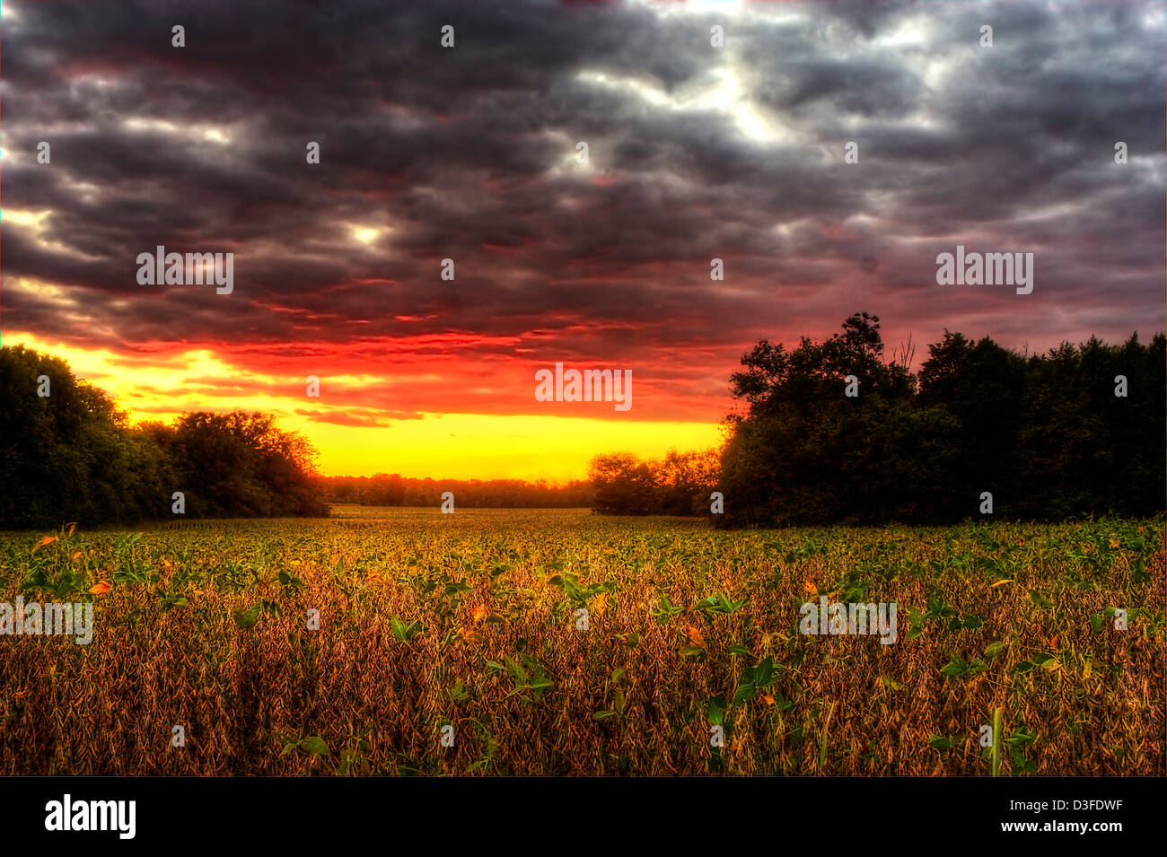 A beautiful sunset over a rural farm field Stock Photo - Alamy