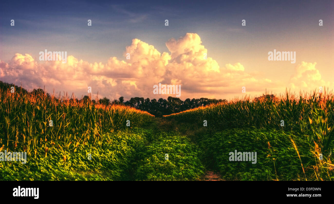 Corn field stalks sunset hi-res stock photography and images - Alamy