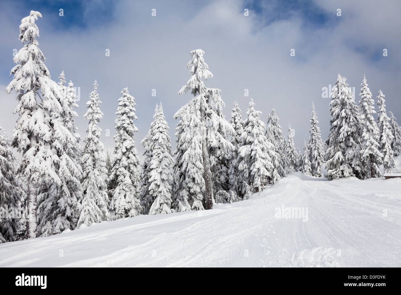 Winter Forest in BC canada Stock Photo - Alamy