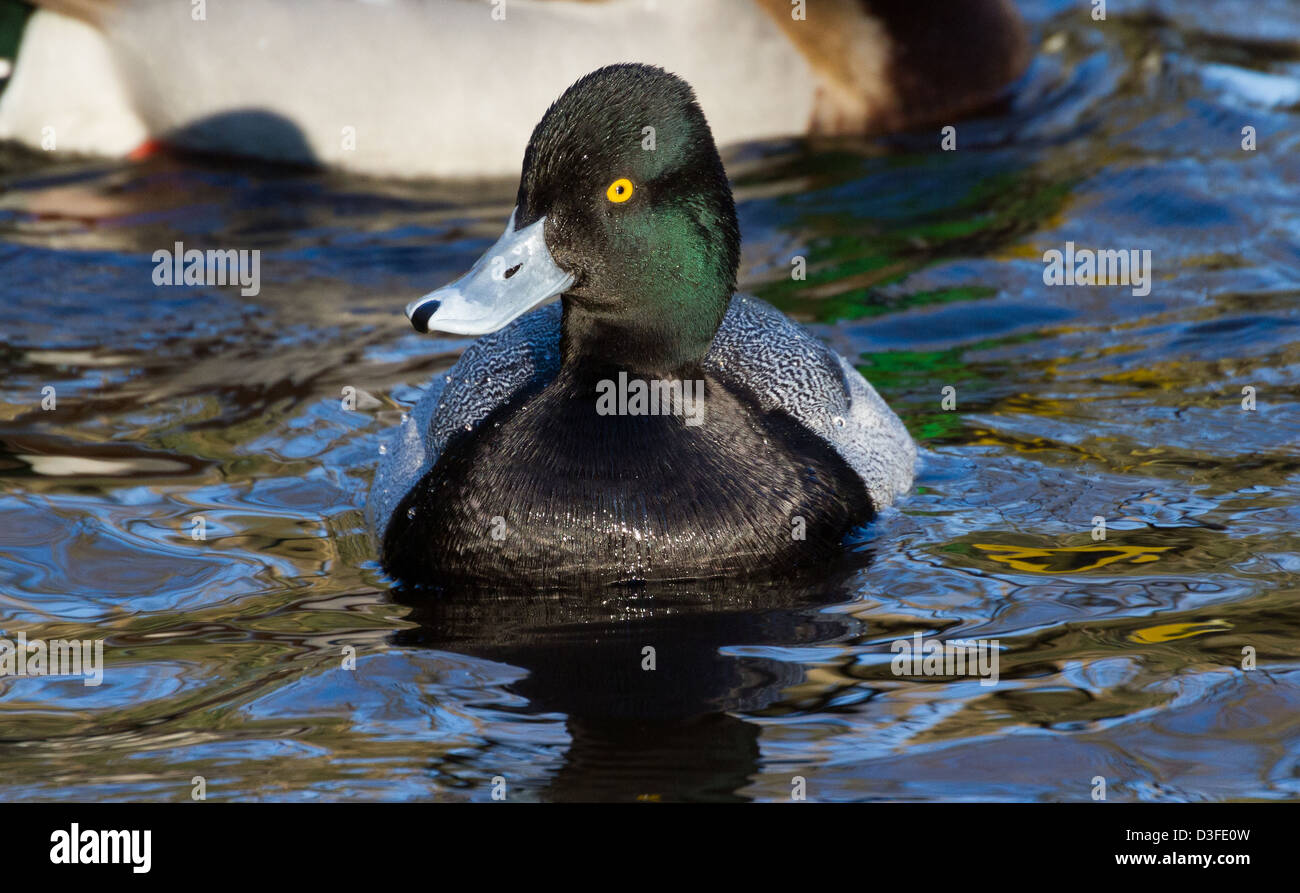 male Lesser Scaup close up shot Stock Photo - Alamy