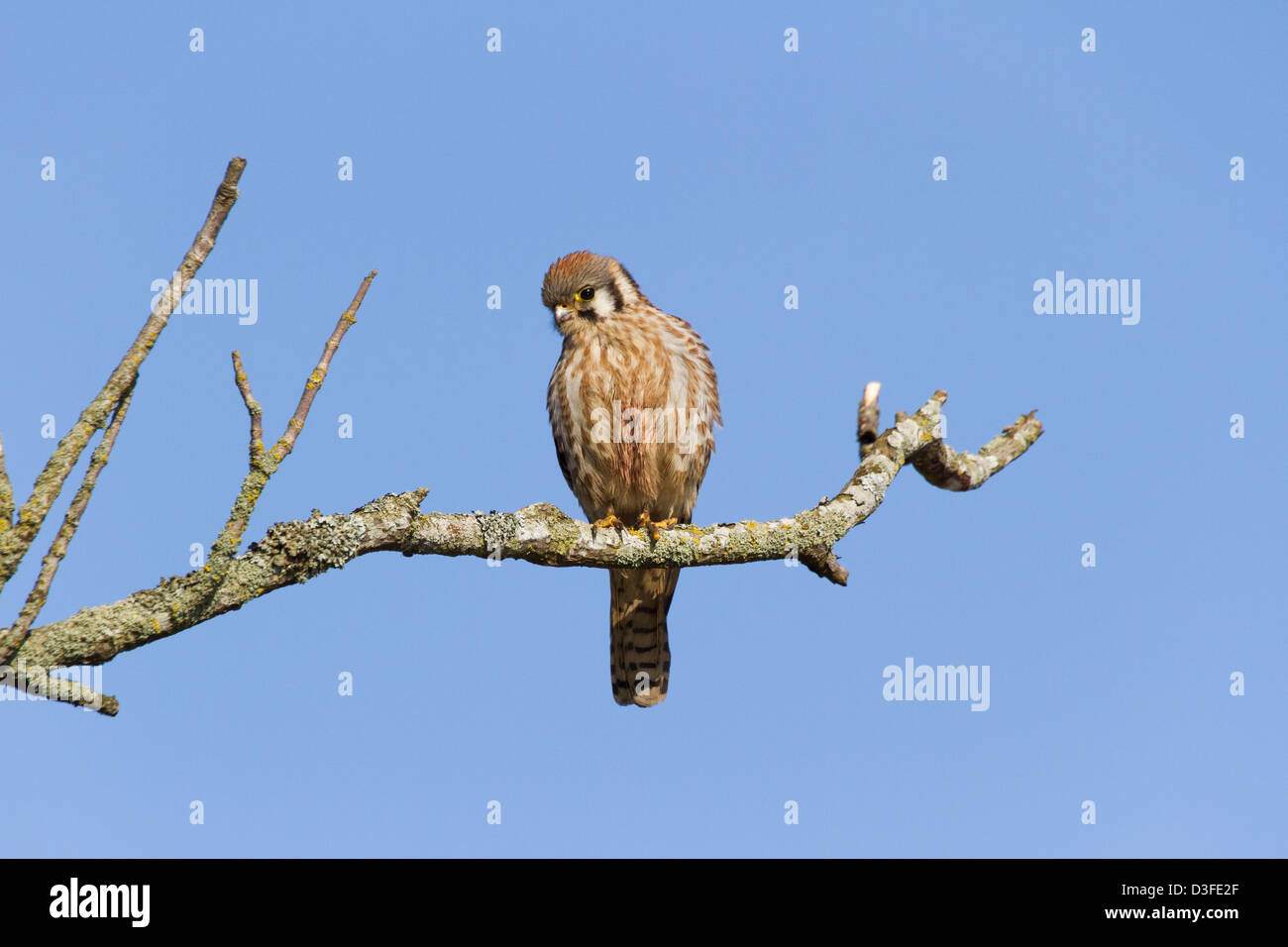 American Kestrel, bird of prey Stock Photo - Alamy