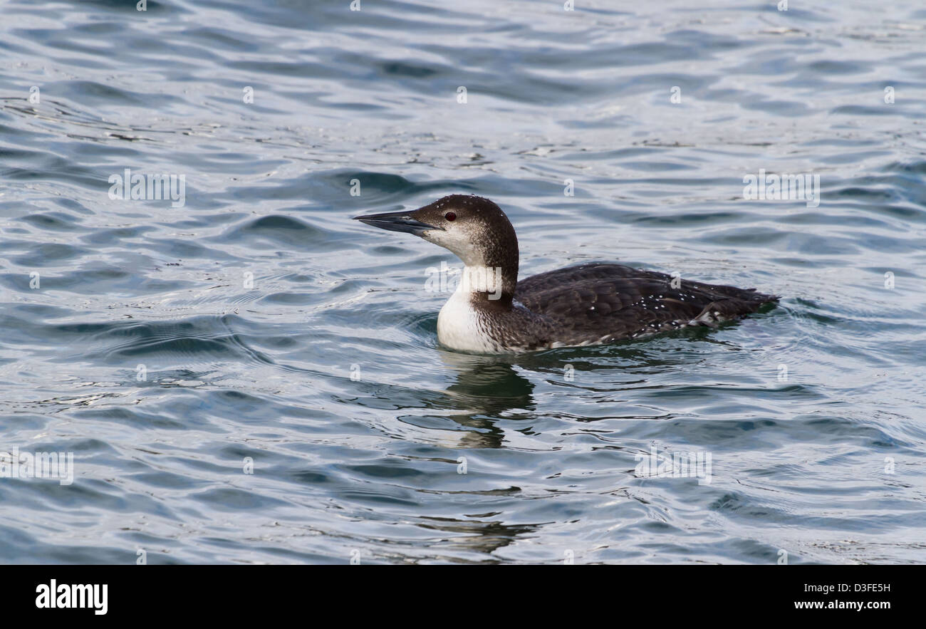 Loon canada hi-res stock photography and images - Alamy