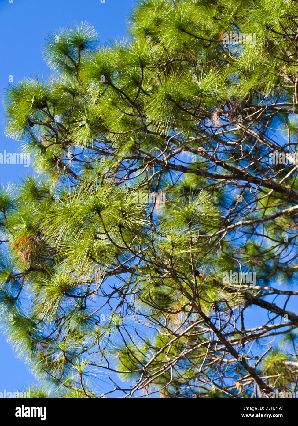 Pine tree on blue sky taken in Suan Son Bo Kaew, Mae Hong Son in the ...