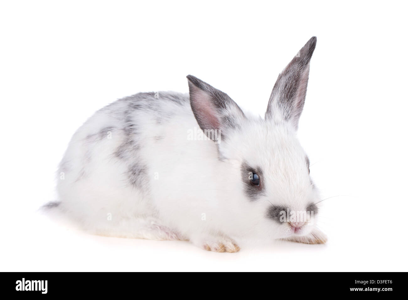 Small rabbit. Isolated on white background Stock Photo - Alamy