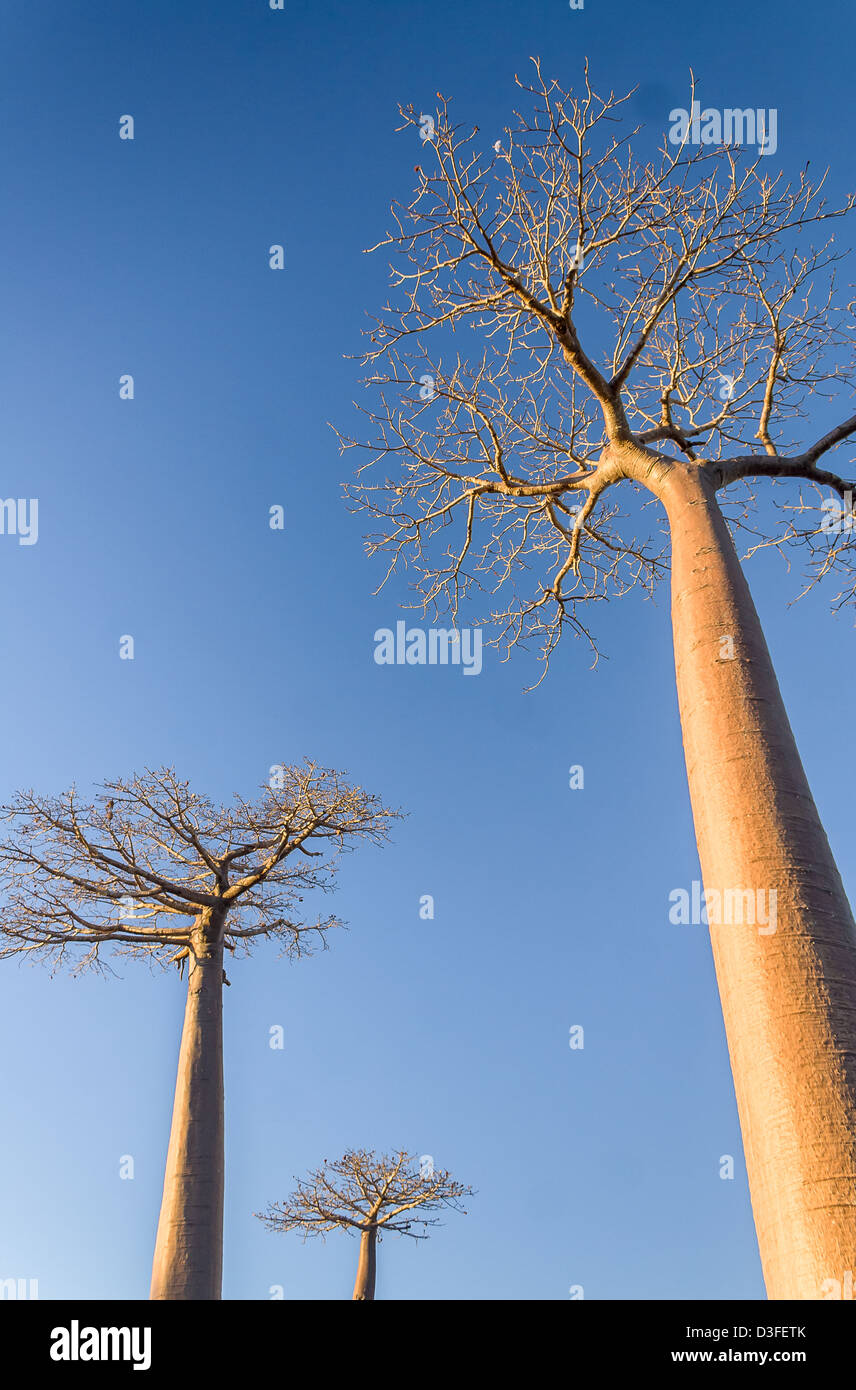 Baobab trees near Morondava, western of Madagascar Stock Photo - Alamy