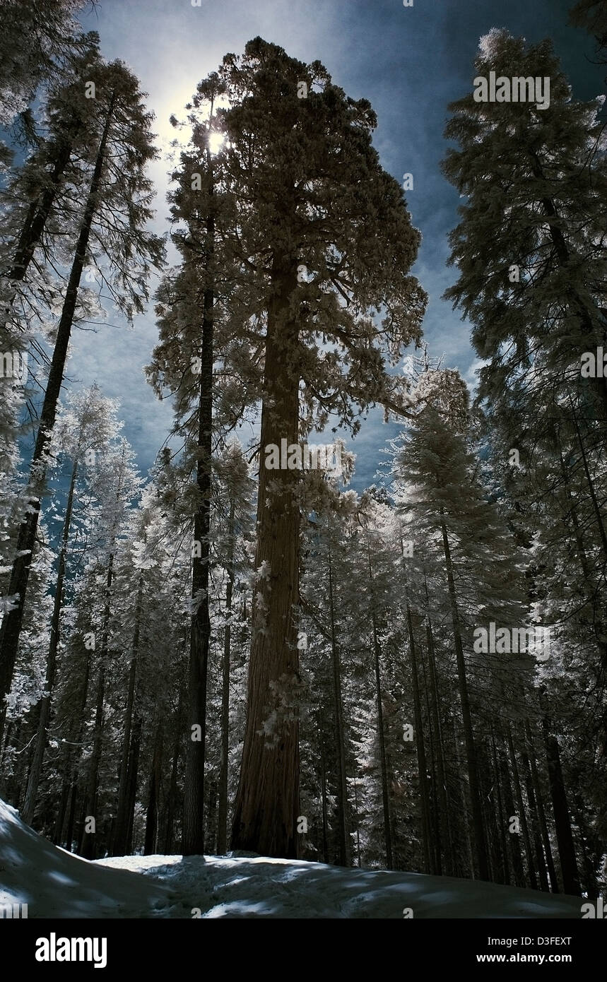 Infrared forest hi-res stock photography and images - Alamy