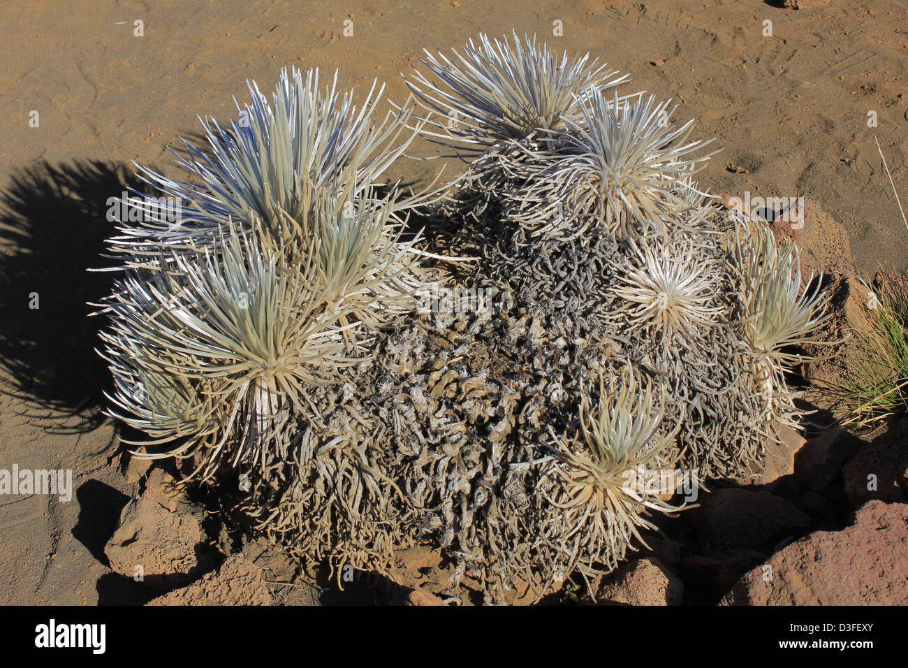 Rare Silversword Plants on Mauna Kea Stock Photo - Alamy