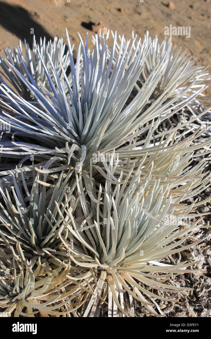 Silver Sword High Resolution Stock Photography and Images - Alamy