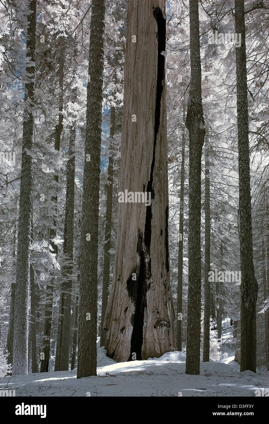 An infrared photograph of a giant sequoia tree Stock Photo - Alamy