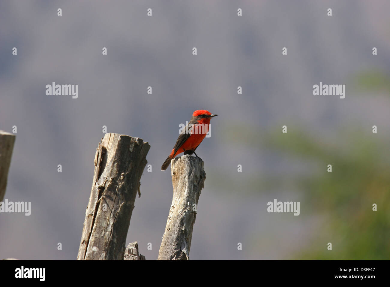 scarlet bunting bird red color colorful Stock Photo - Alamy