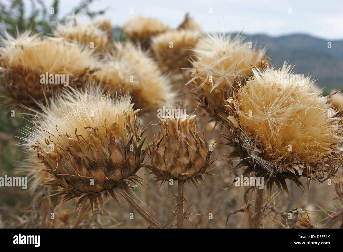 giant thistle blossoms dried flowers seeds Stock Photo - Alamy