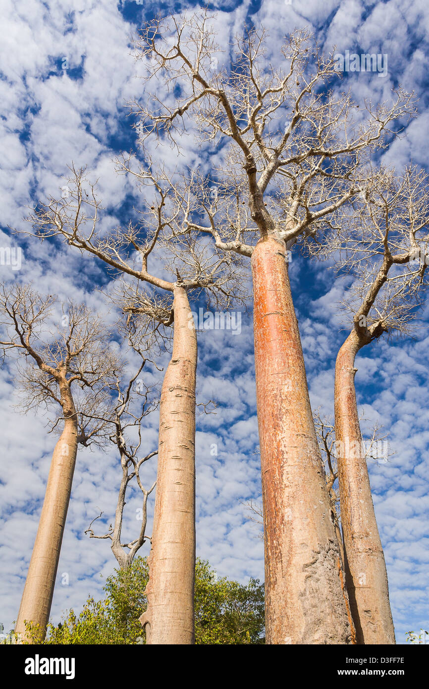 Baobab trees forest hi-res stock photography and images - Alamy