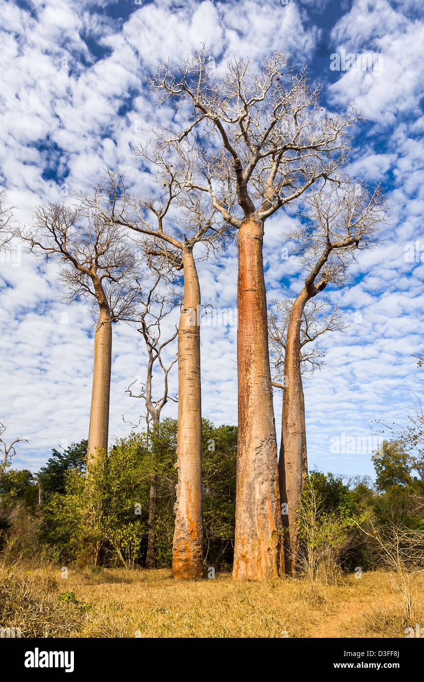 Baobab trees near Morondava, western of Madagascar Stock Photo - Alamy