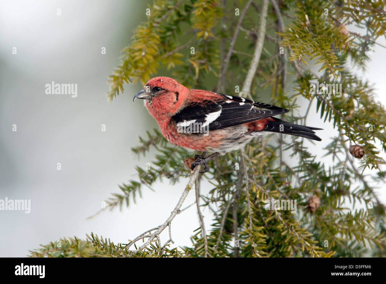 White winged Crossbill perching in Hemlock Tree bird birds songbird ...