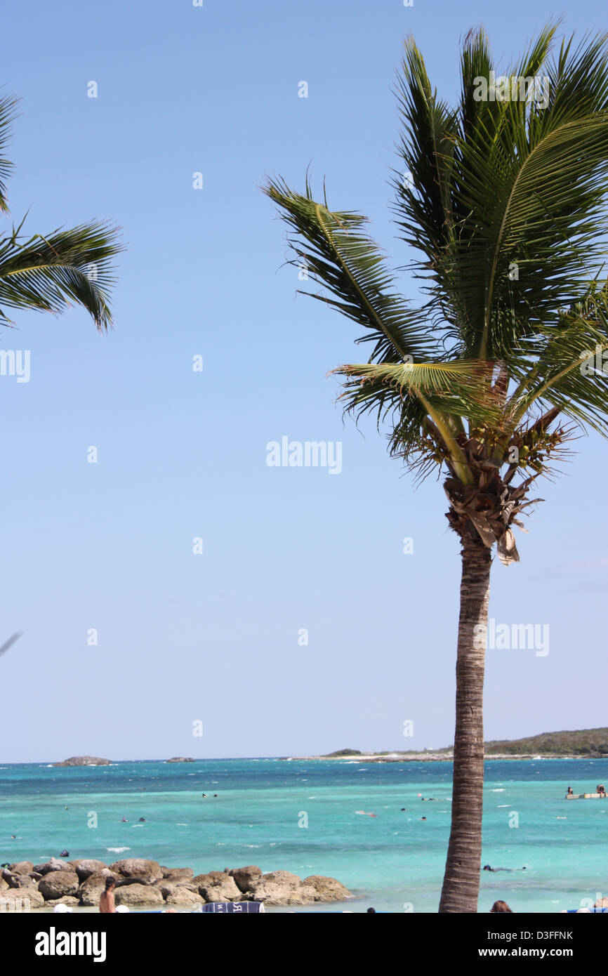 Bahamas palm tree hi-res stock photography and images - Alamy
