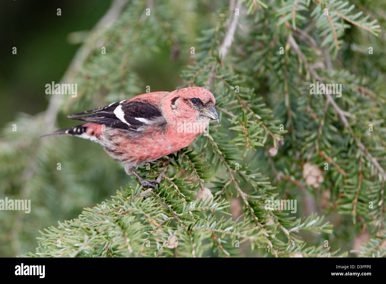 White winged Crossbill perched in Hemlock Tree bird birds songbird ...