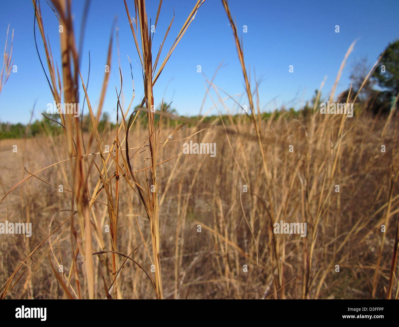North florida hunting camp tall grass Stock Photo - Alamy