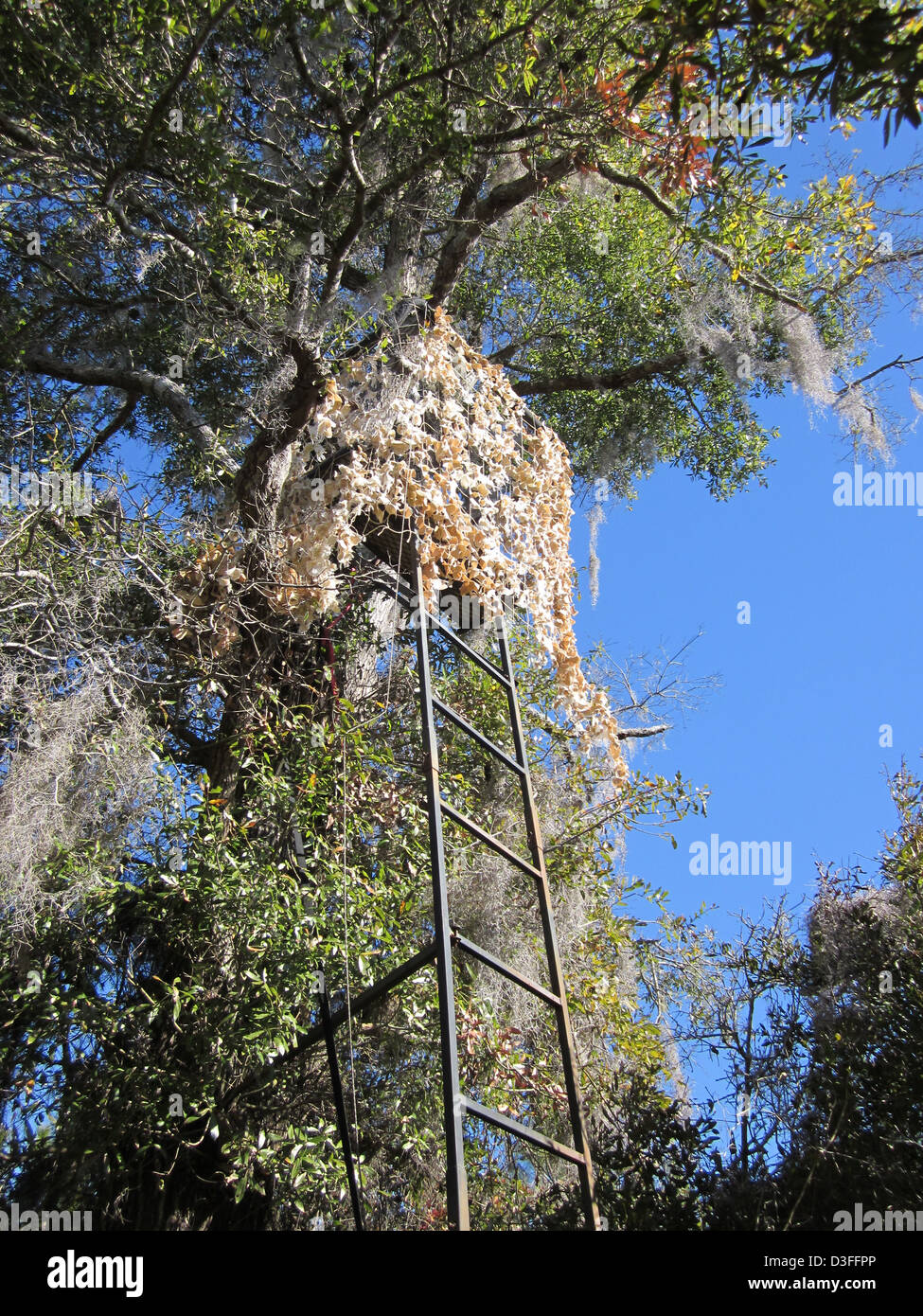 Tree stand at hunting camp Stock Photo - Alamy