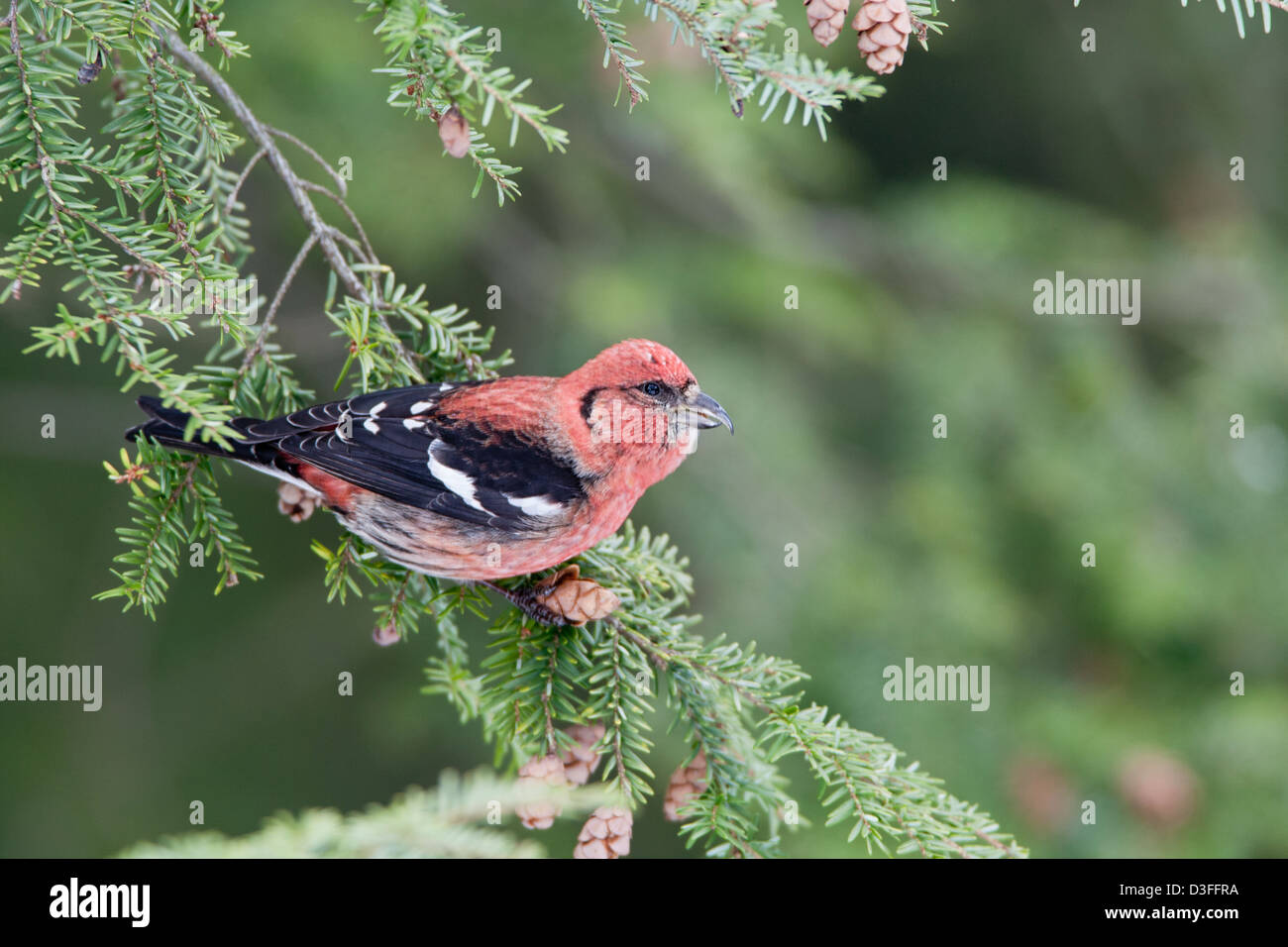 White winged crossbill hi-res stock photography and images - Alamy