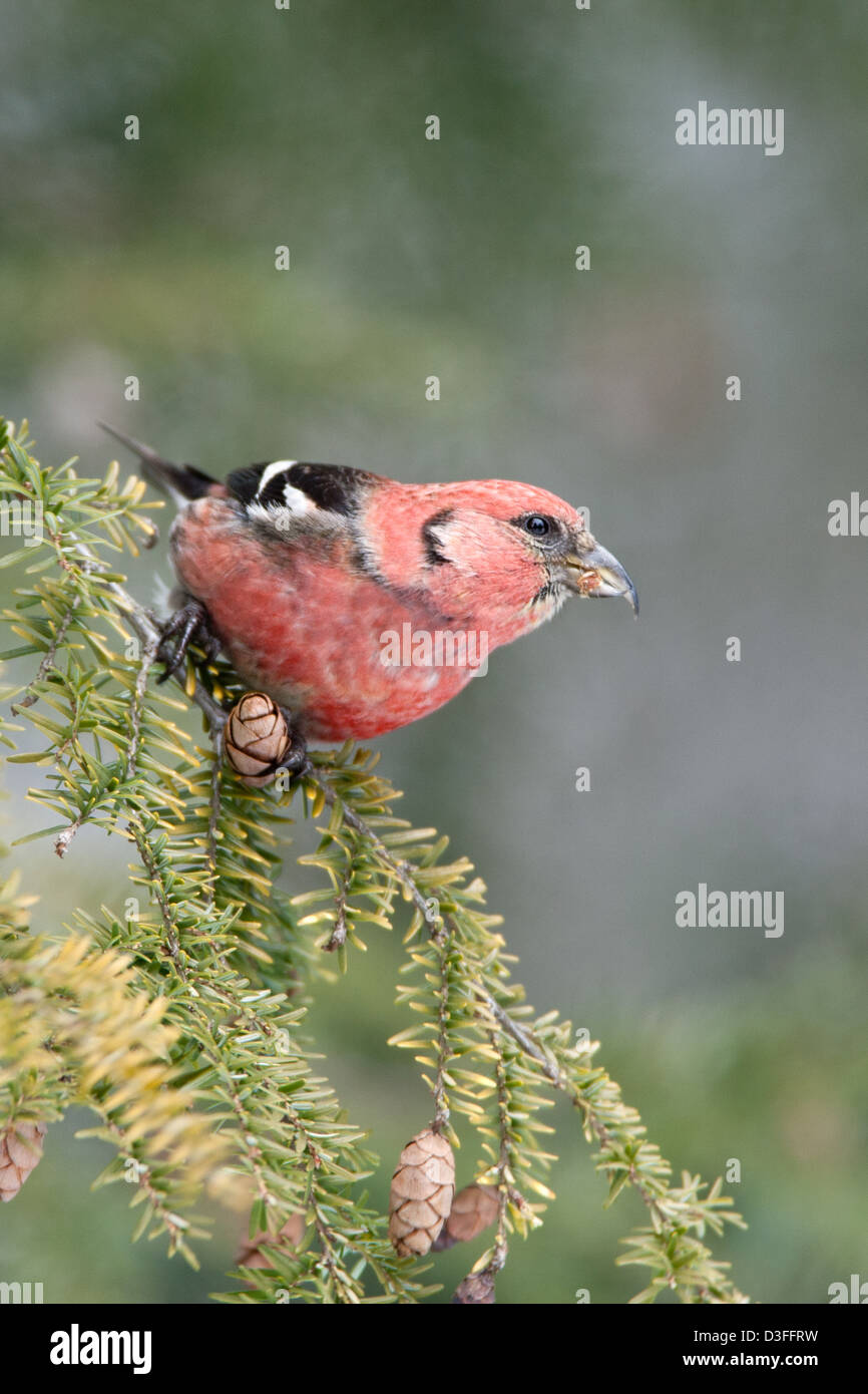 White winged Crossbill perching in Hemlock Tree bird birds songbird ...