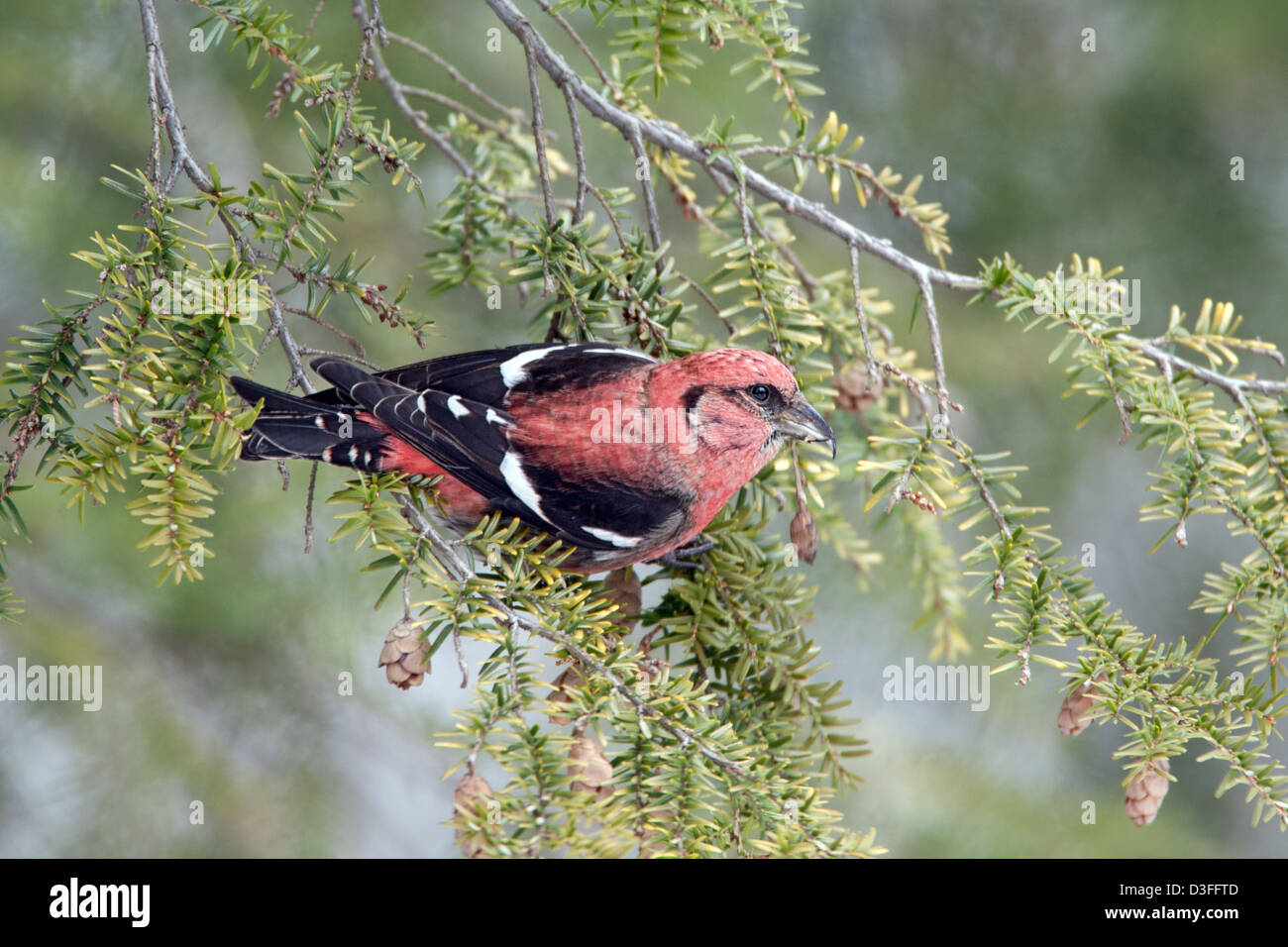 White winged Crossbill perching in Hemlock Tree bird birds songbird ...