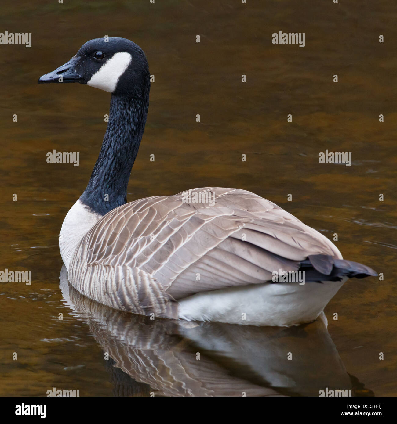 Resting Canada Goose resting on calm waters in a pond Stock Photo - Alamy