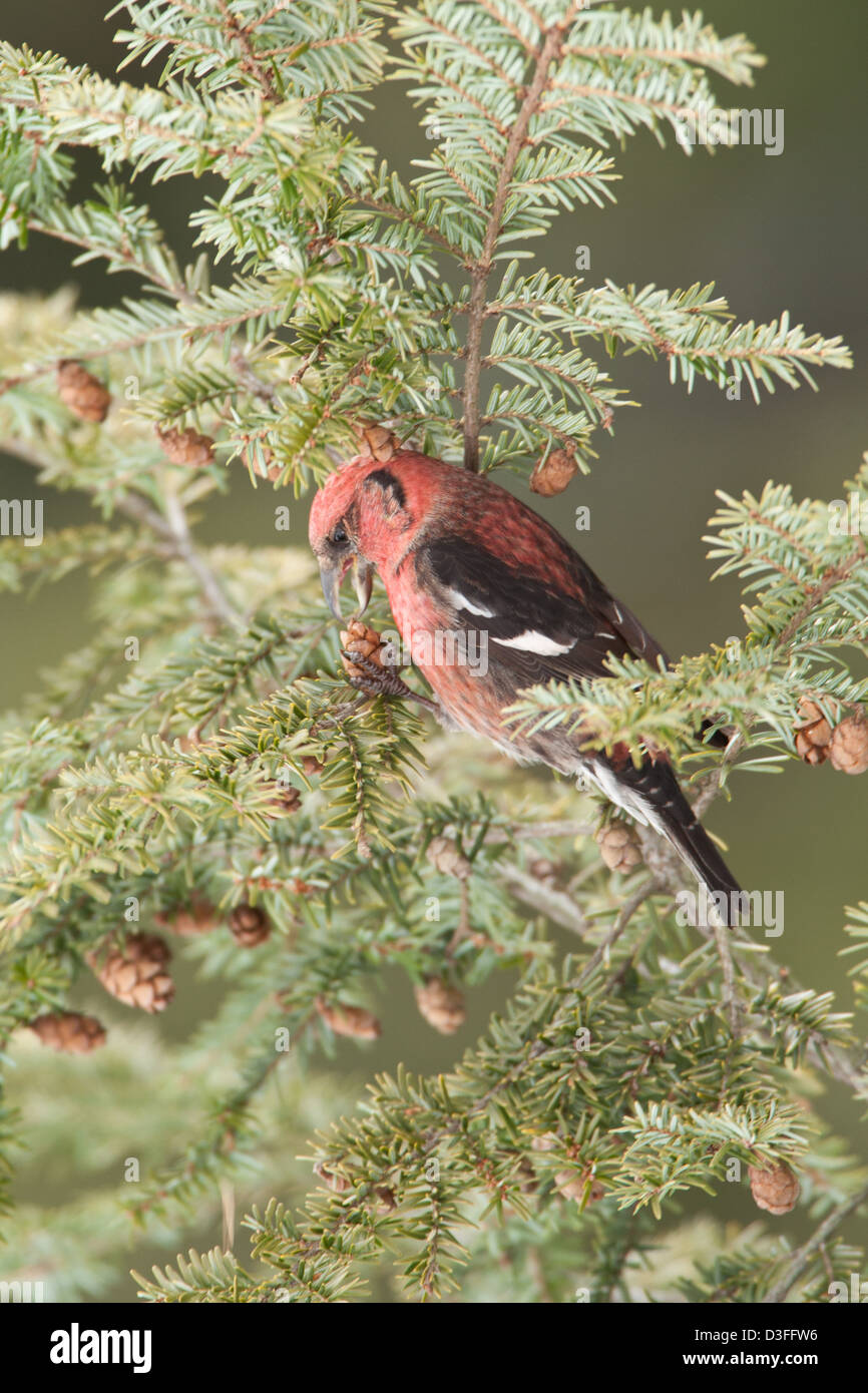 White winged Crossbill perching in Hemlock Tree bird birds songbird ...