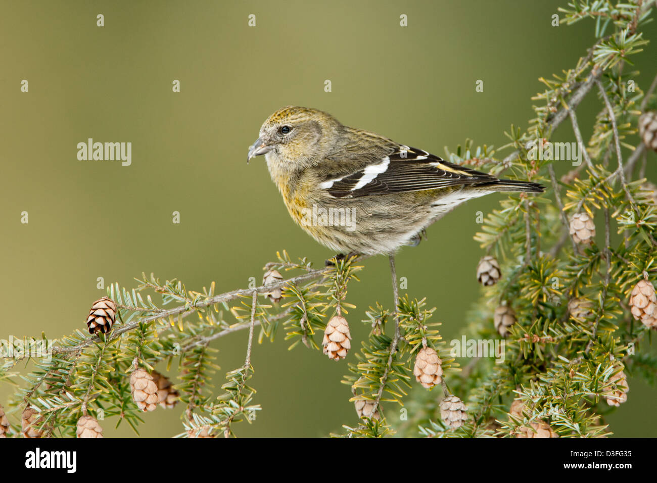 Female White winged Crossbill perching in Hemlock Tree bird birds ...