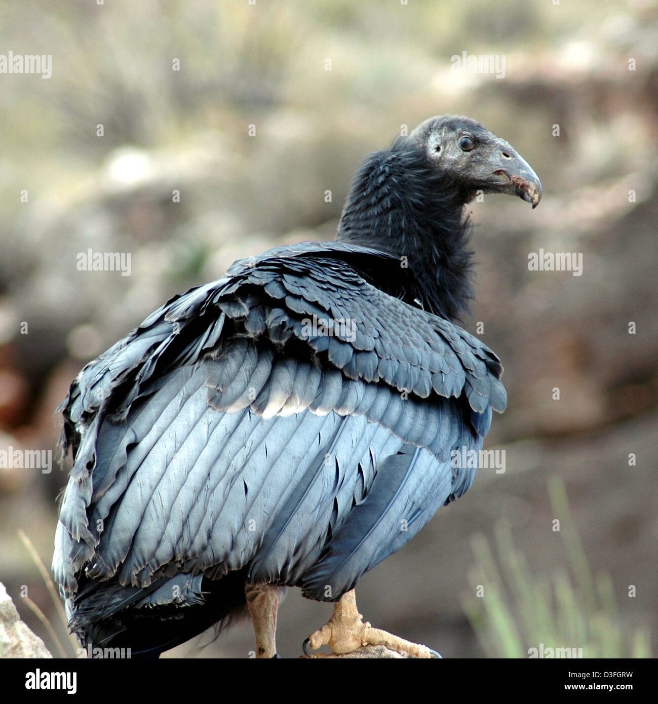The California Condor, once critically endangered, has made a ...