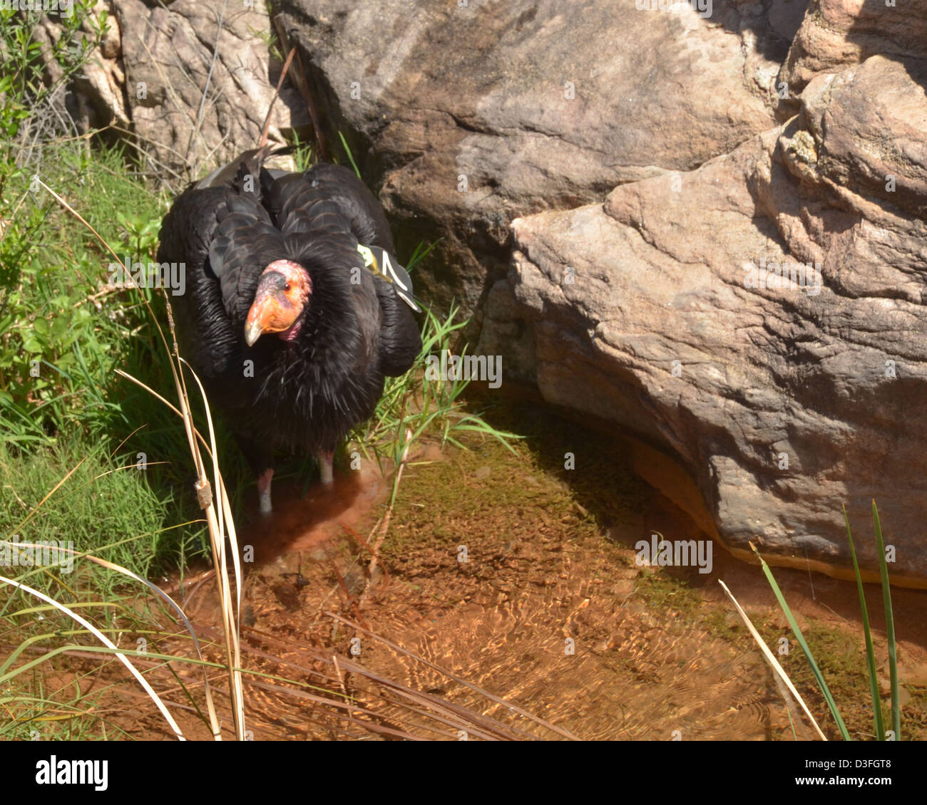 The California Condor, a critically endangered species, resides in ...