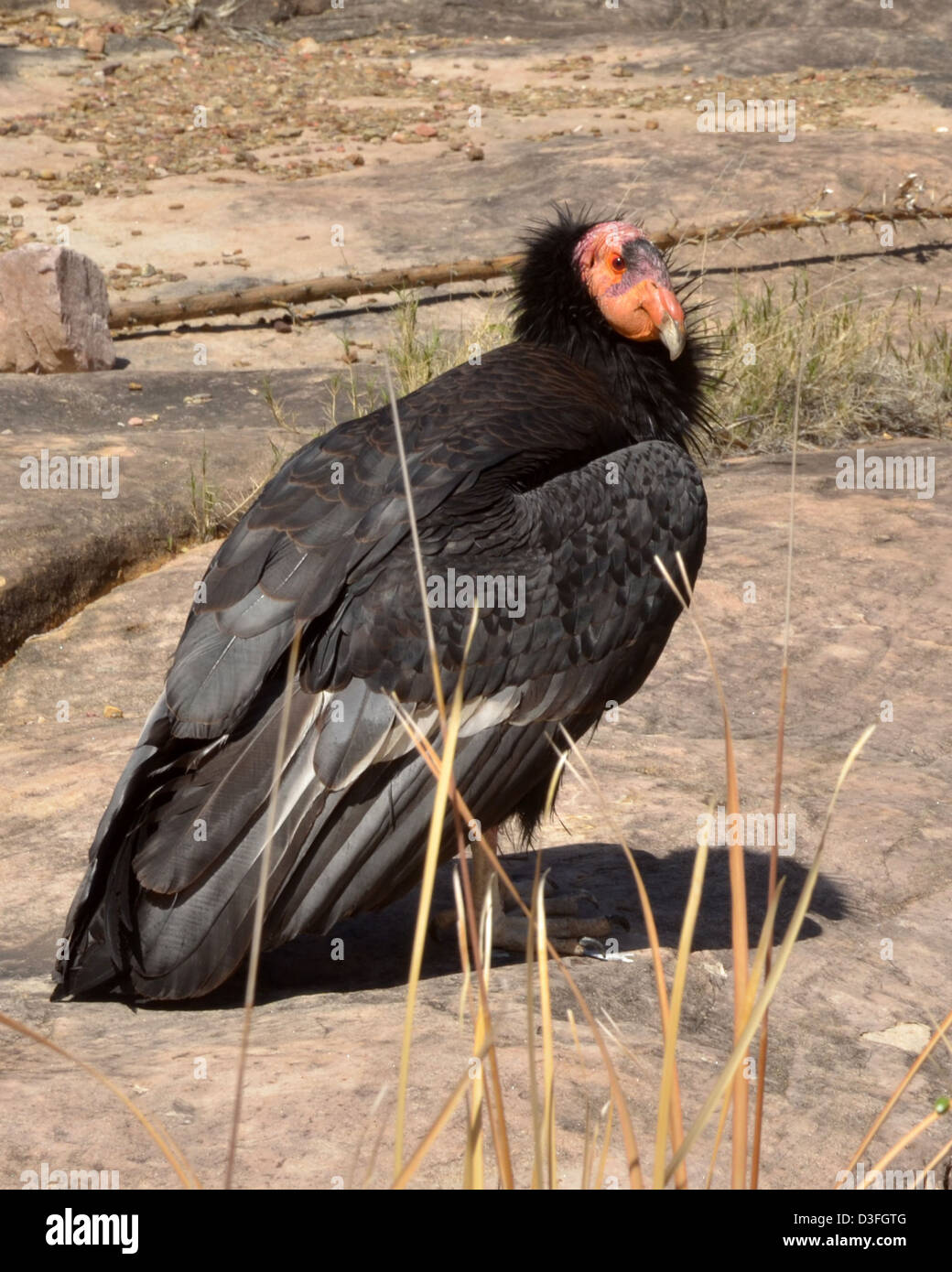 The California Condor, once endangered, is a key species within the ...