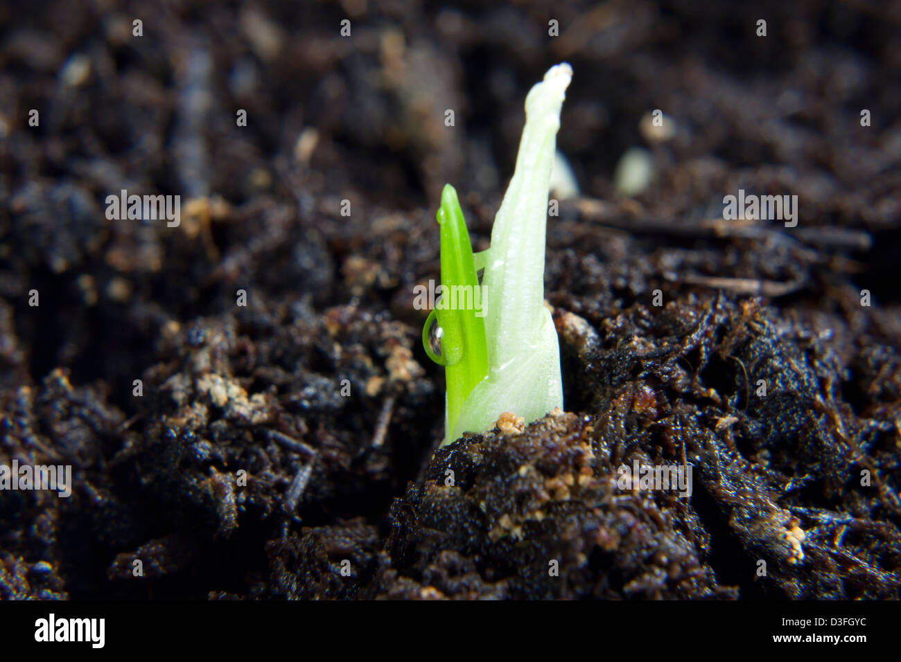 Young plant with water drop in soil closeup Stock Photo - Alamy