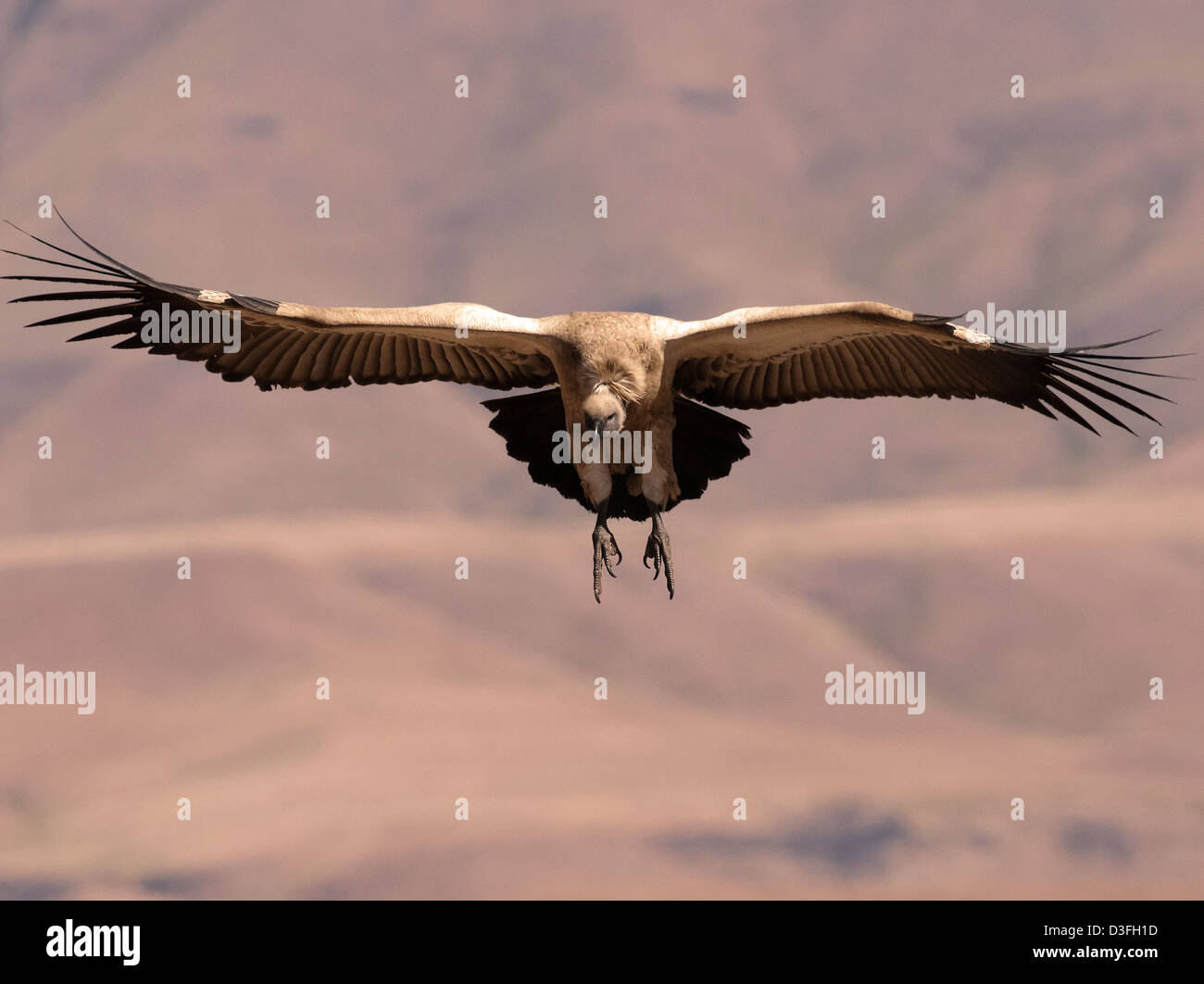 Cape Vulture in flight Stock Photo - Alamy