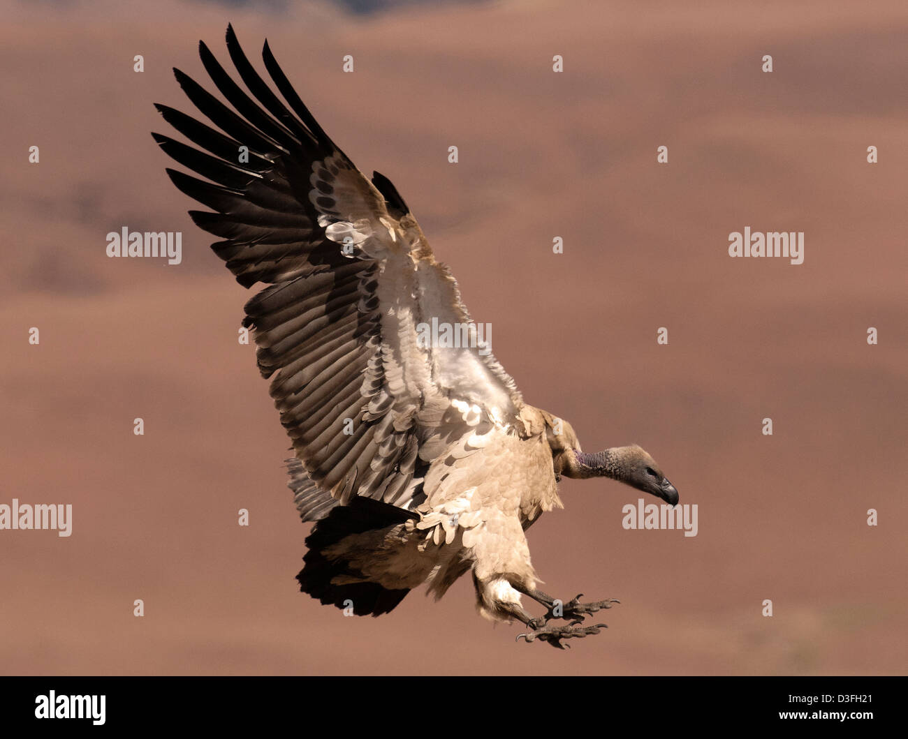 Cape Vulture in flight Stock Photo - Alamy