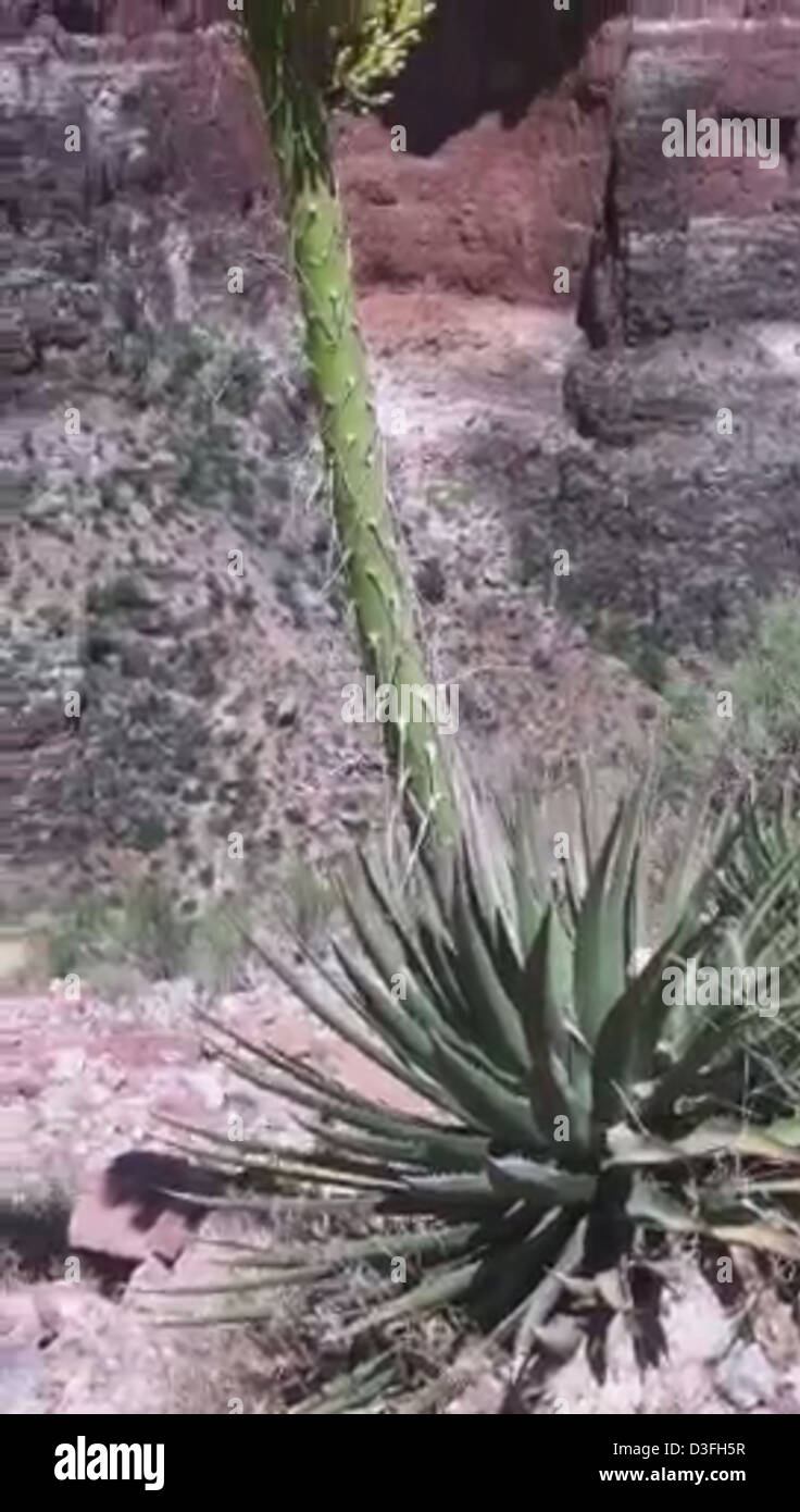 Agave plants bloom on the Tonto Plateau within Grand Canyon National ...