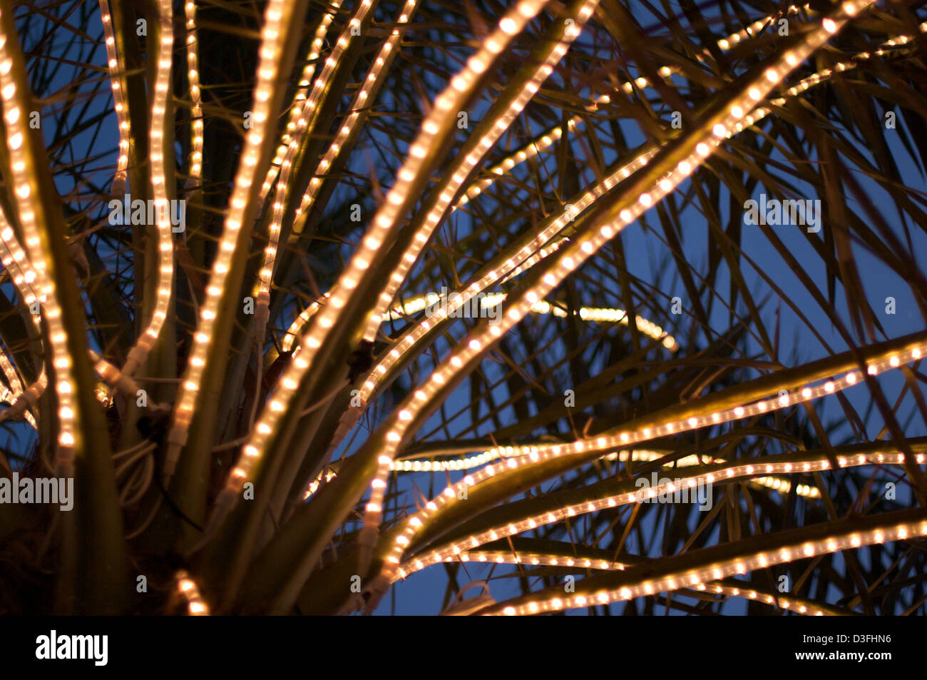 Date palms illuminated by festive lights in Oman Stock Photo - Alamy