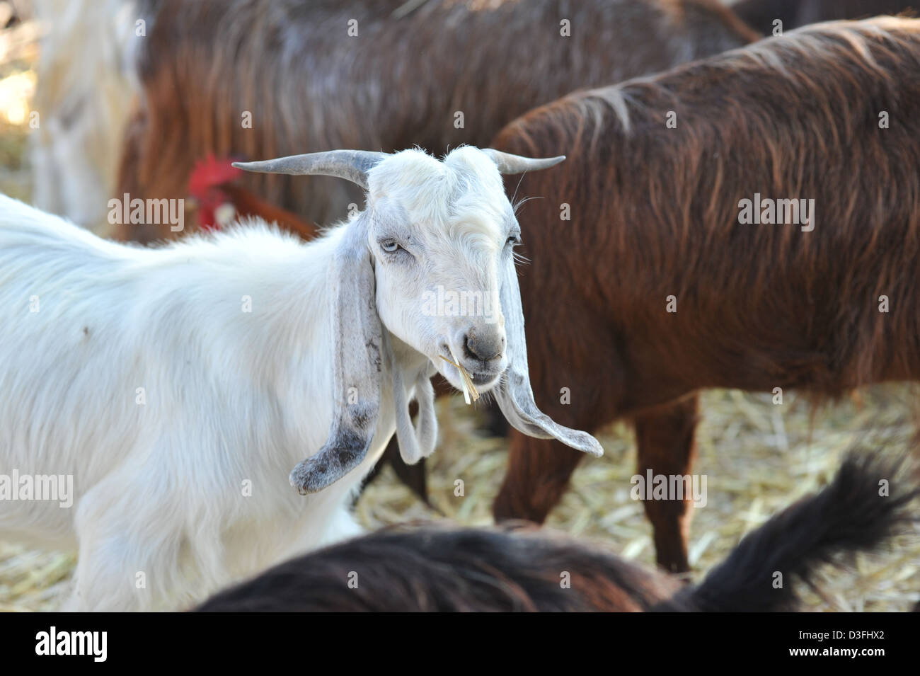 beauty goat, special eyes Stock Photo - Alamy